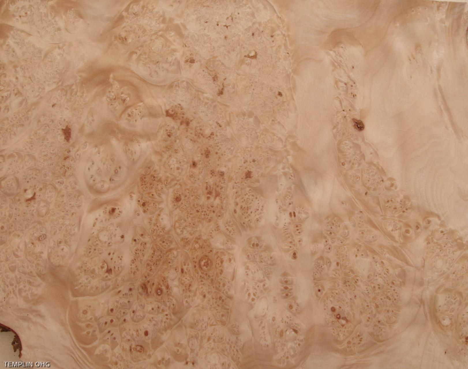 Templin-Furnier-Shop - Hochwertiges Ahorn Maser Furnier für ...